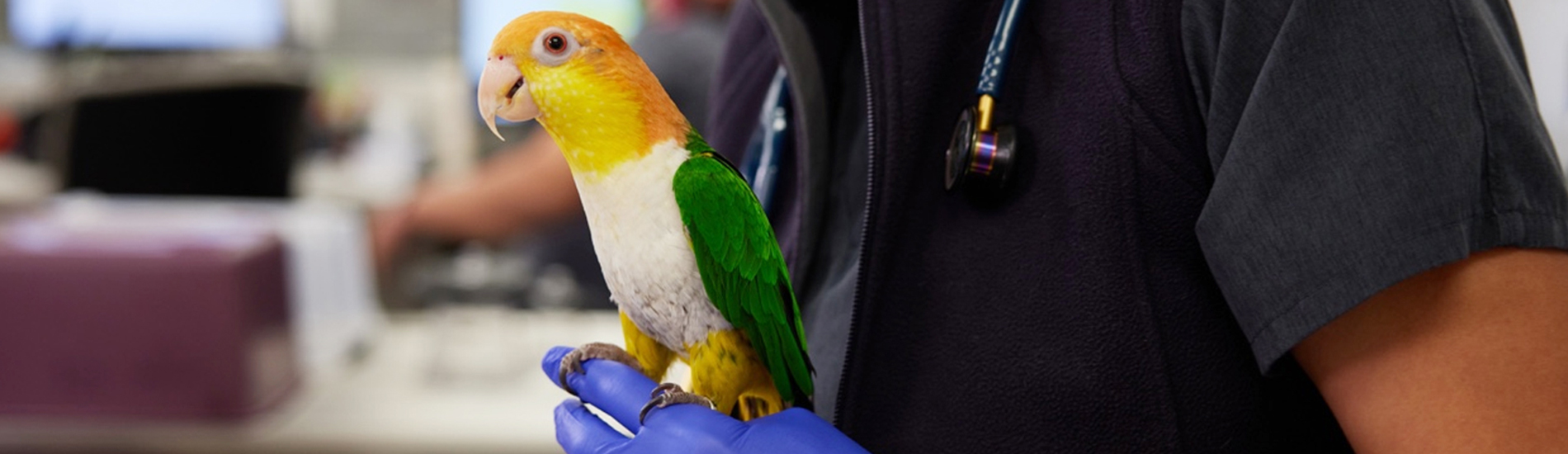 Bird Vet Unity - Emergency Exotic Avian Vet Near Me