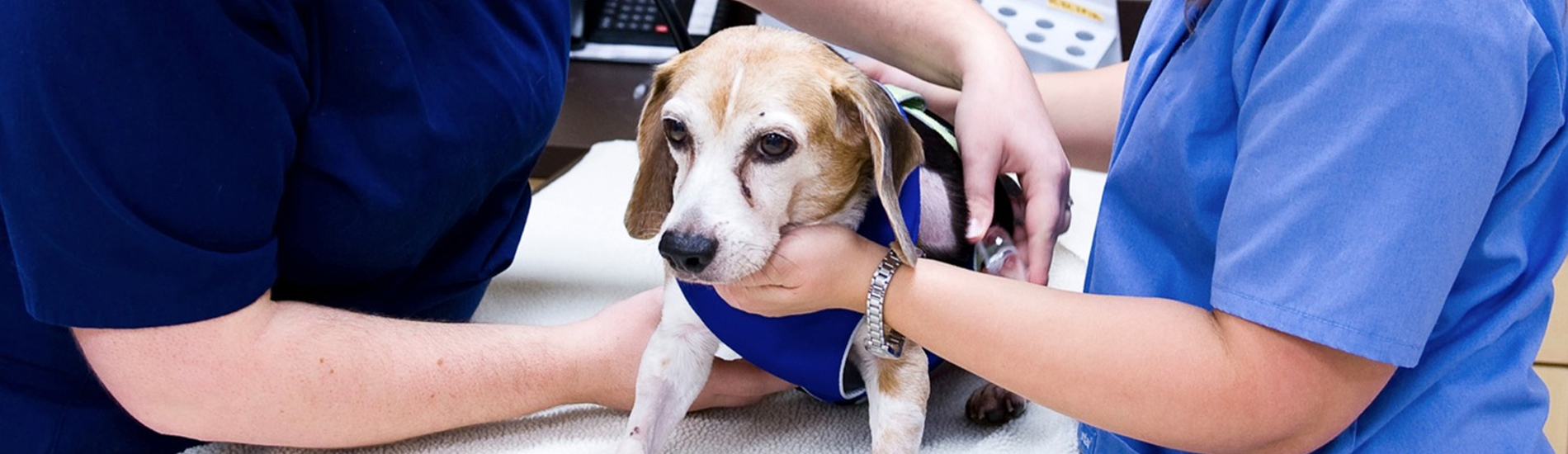 Emergency Vet Lock Haven - 24 Hour Emergency Vet Near Me