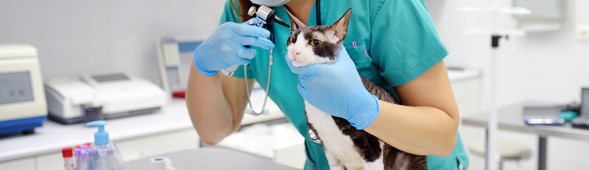 Emergency Vet South Park - 24 Hour Emergency Vet Near Me