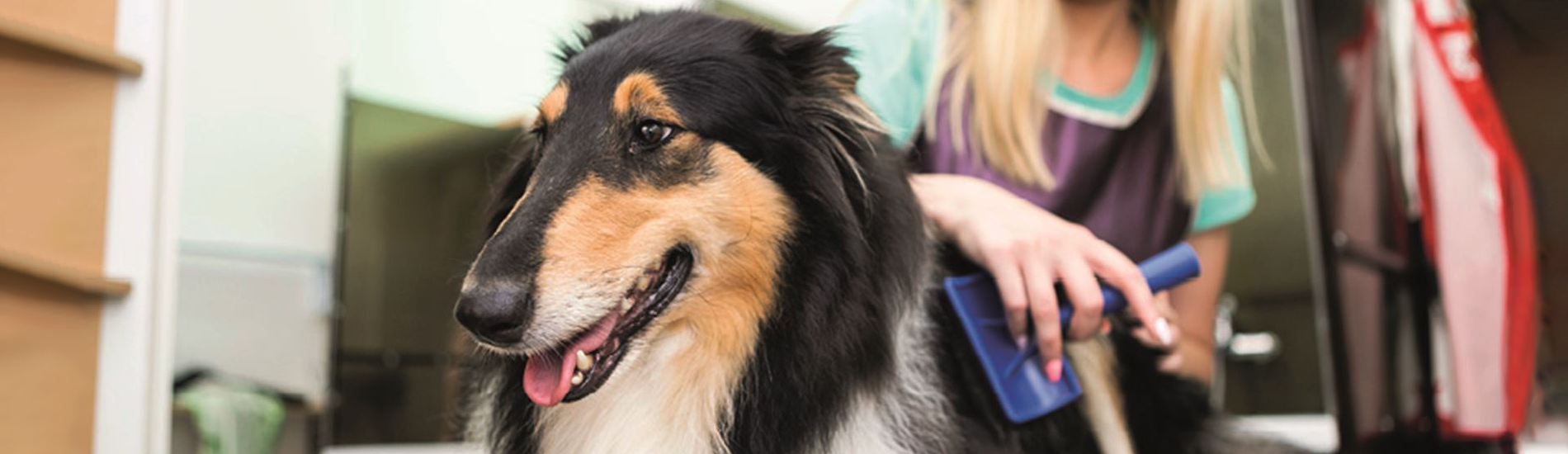 Emergency Vet North Versailles - 24 Hour Emergency Vet Near Me