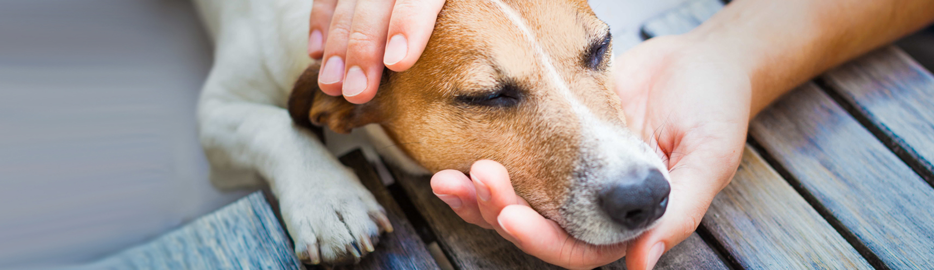 Pet Euthanasia Bedminster - Dog & Cat Euthanasia At Home Bedminster